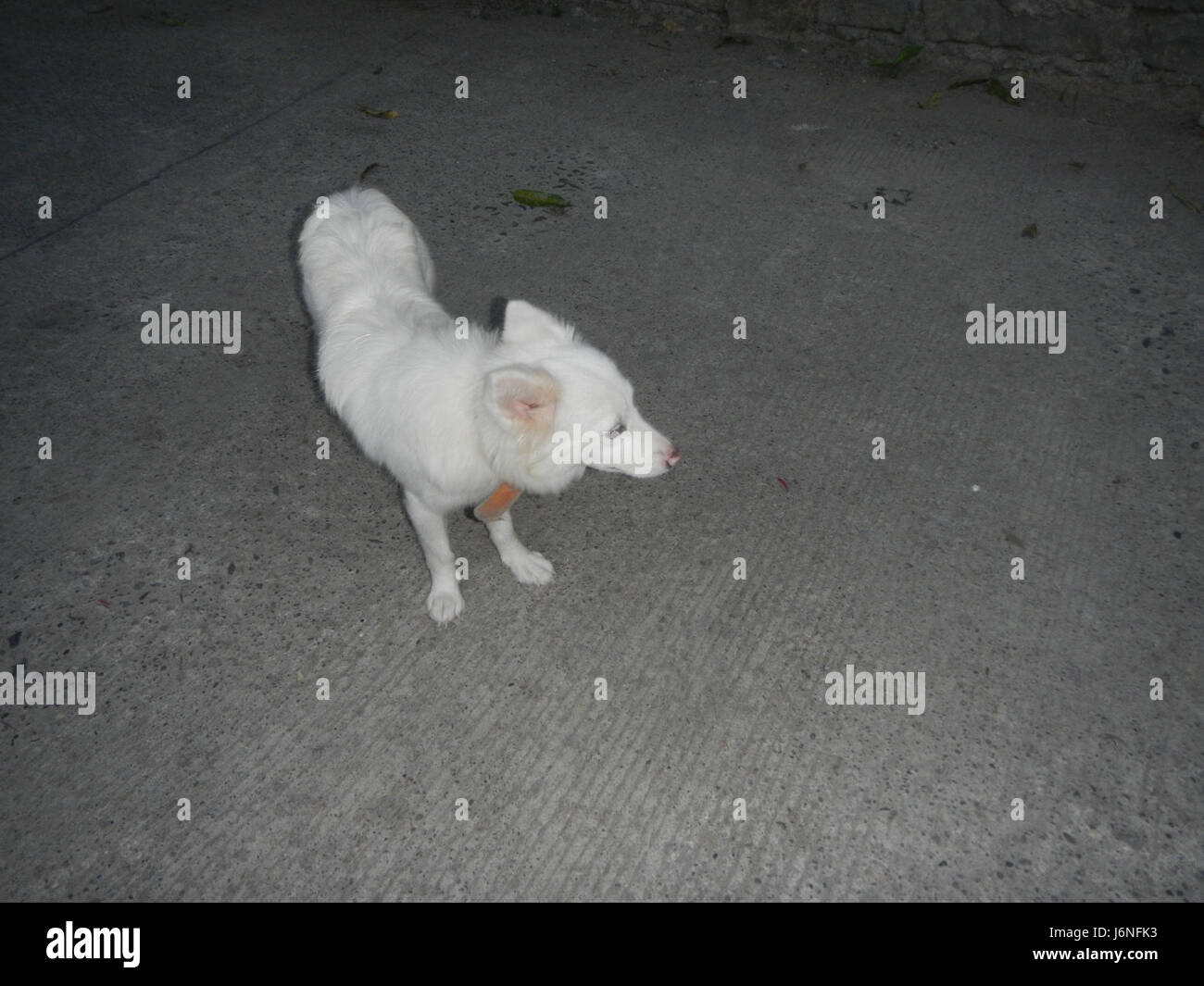 Photograph depicting various dog breeds in the Philippines, showcasing ...