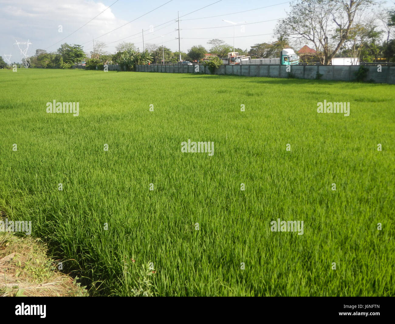 09510 Pritil paddy fields trees grasslands irrigation Roads Guiguinto ...