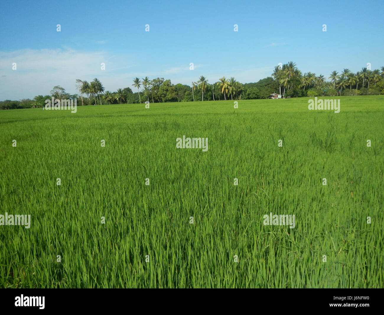 09510 Pritil paddy fields trees grasslands irrigation Roads Guiguinto ...