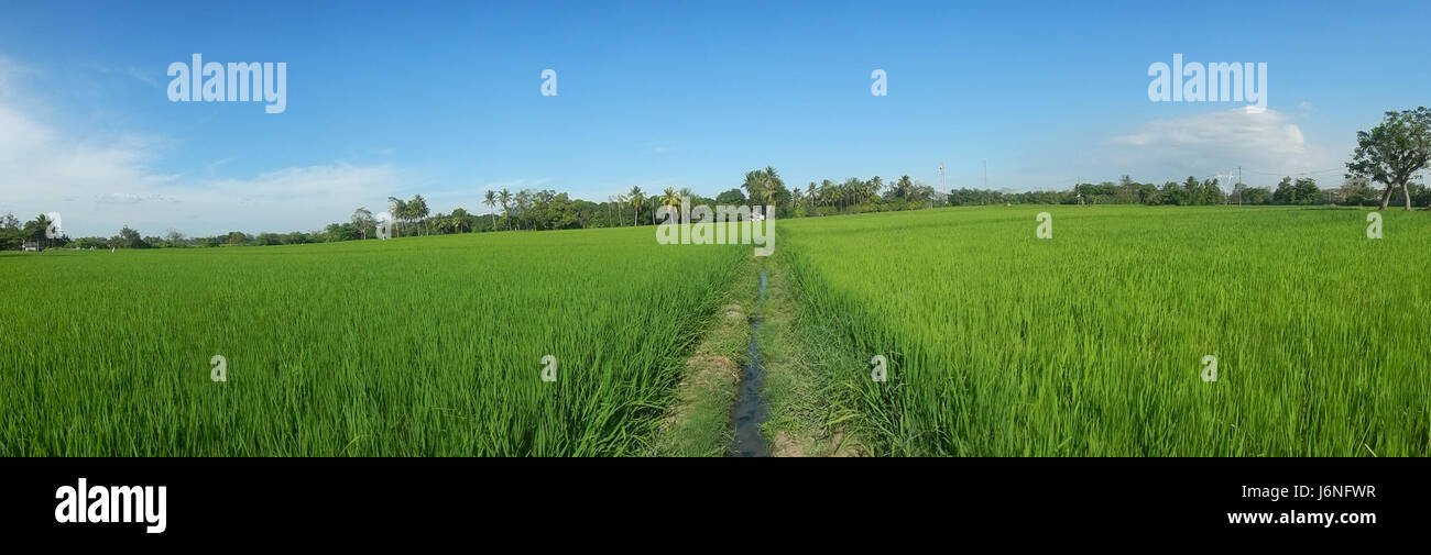 This photograph captures the Pritil paddy fields in Guiguinto, Bulacan ...