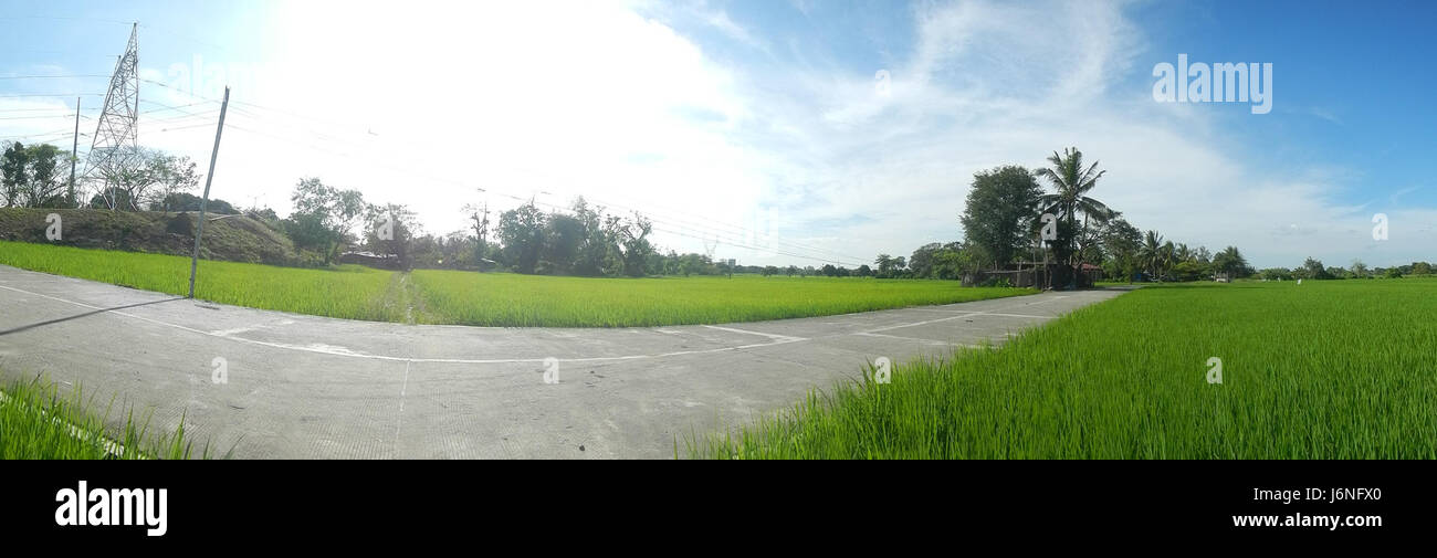 The Pritil area in Guiguinto, Bulacan is known for its paddy fields ...