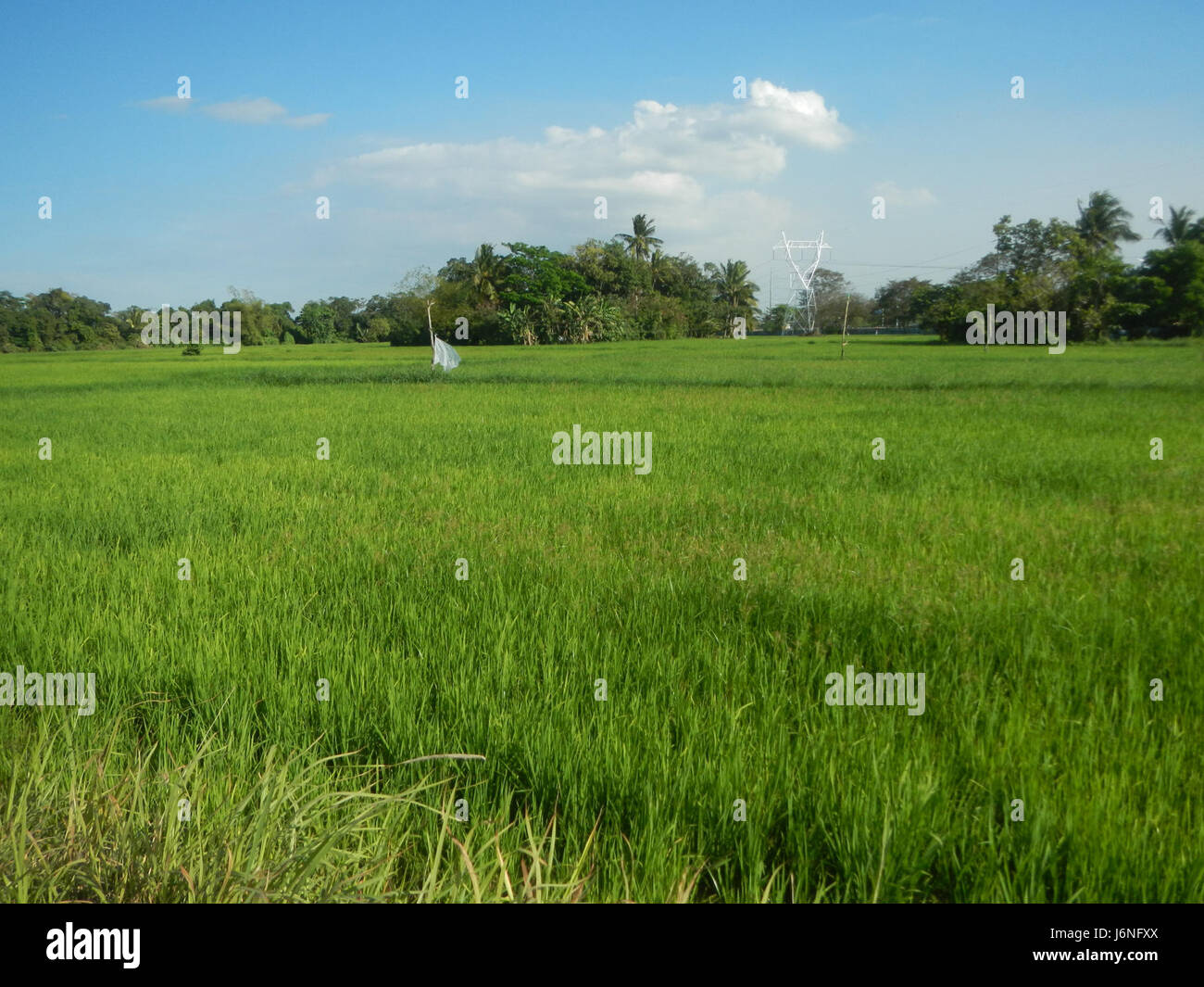 This image shows the Pritil paddy fields in Guiguinto, Bulacan ...