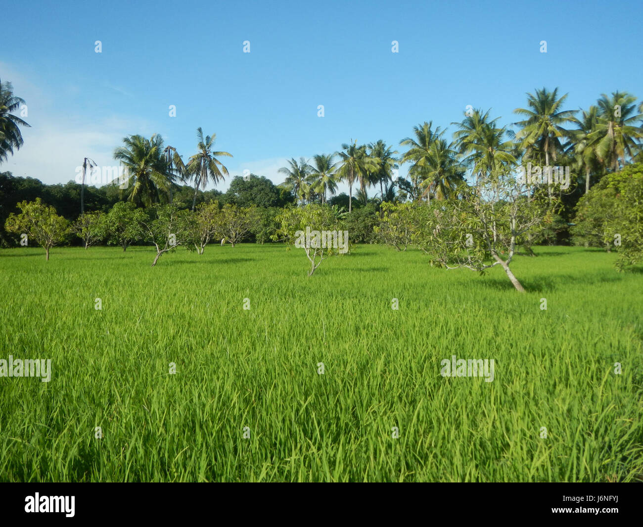 This image depicts the rural agricultural landscape in Guiguinto ...
