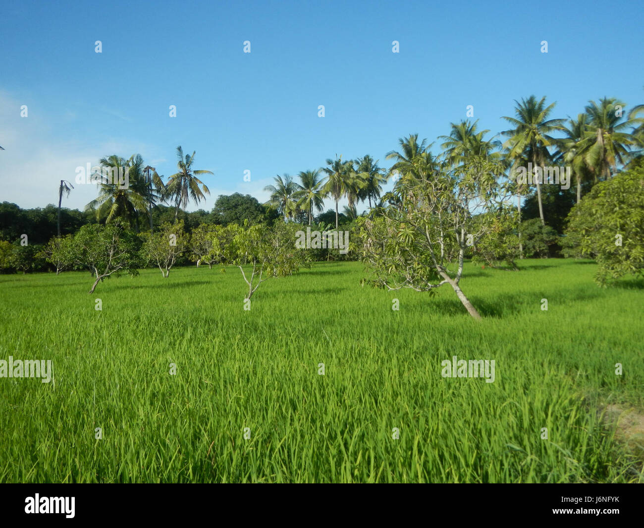 The title references agricultural activities in Guiguinto, Bulacan ...