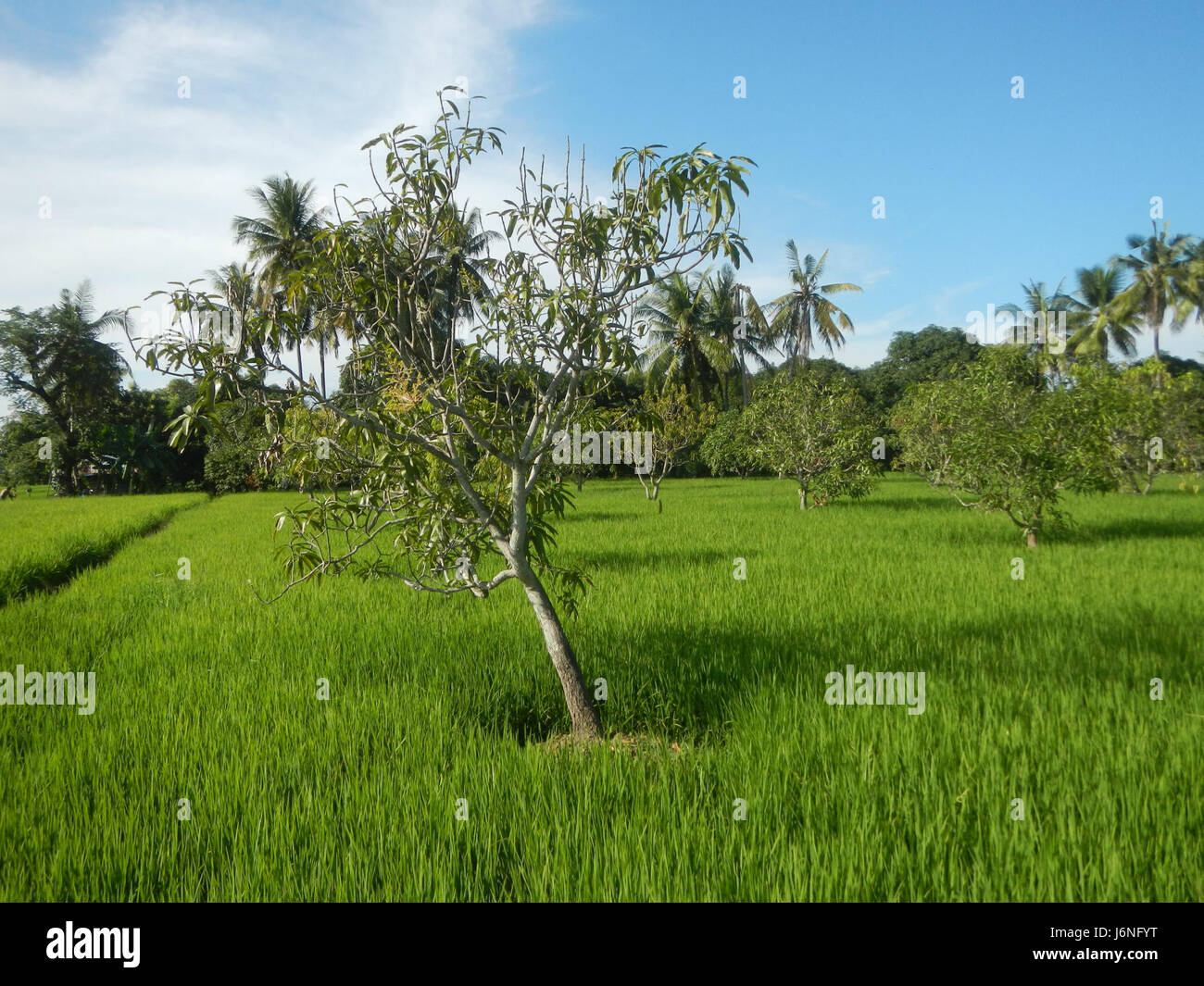 The image showcases the paddy fields of Pritil in Guiguinto, Bulacan ...