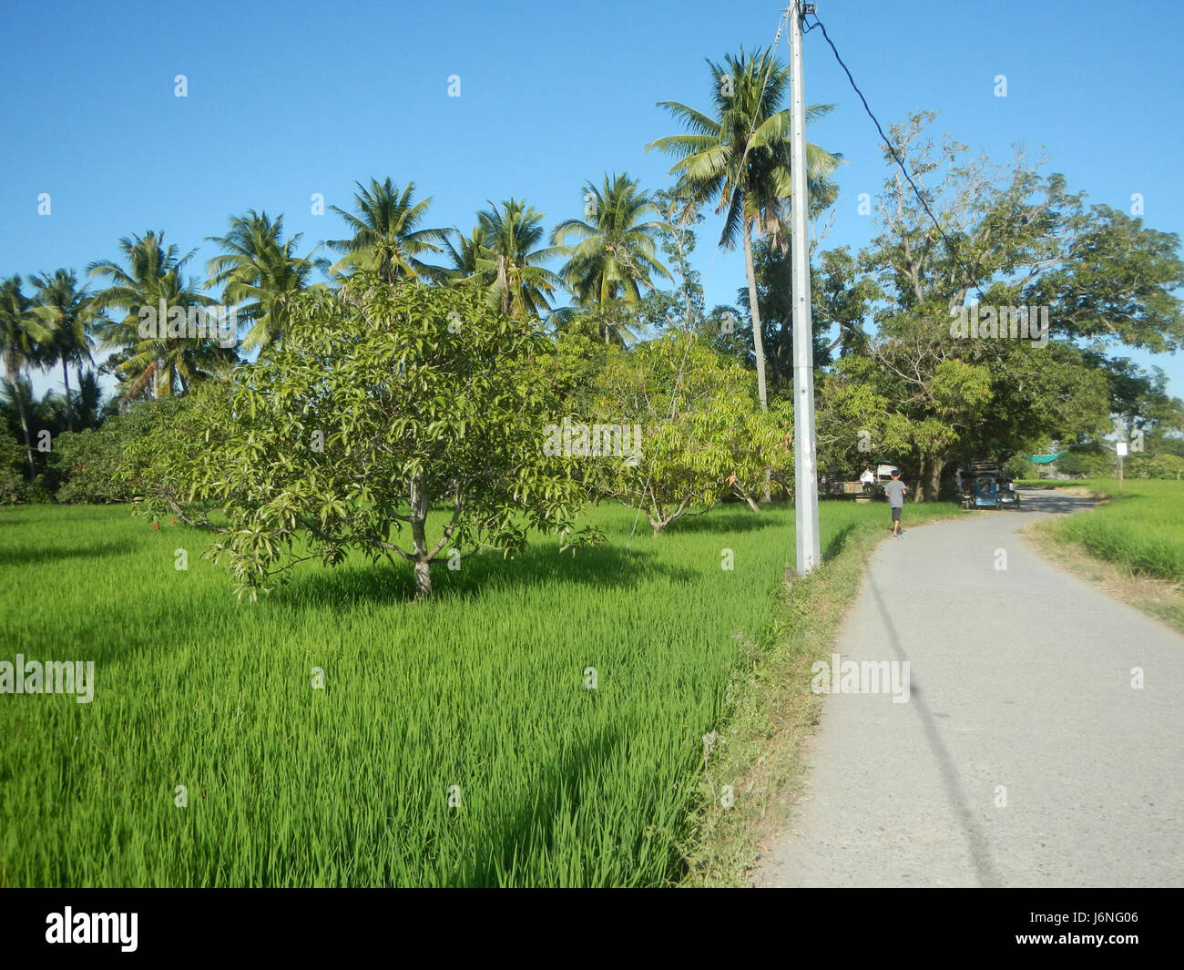 The Pritil paddy fields in Guiguinto, Bulacan are known for their ...