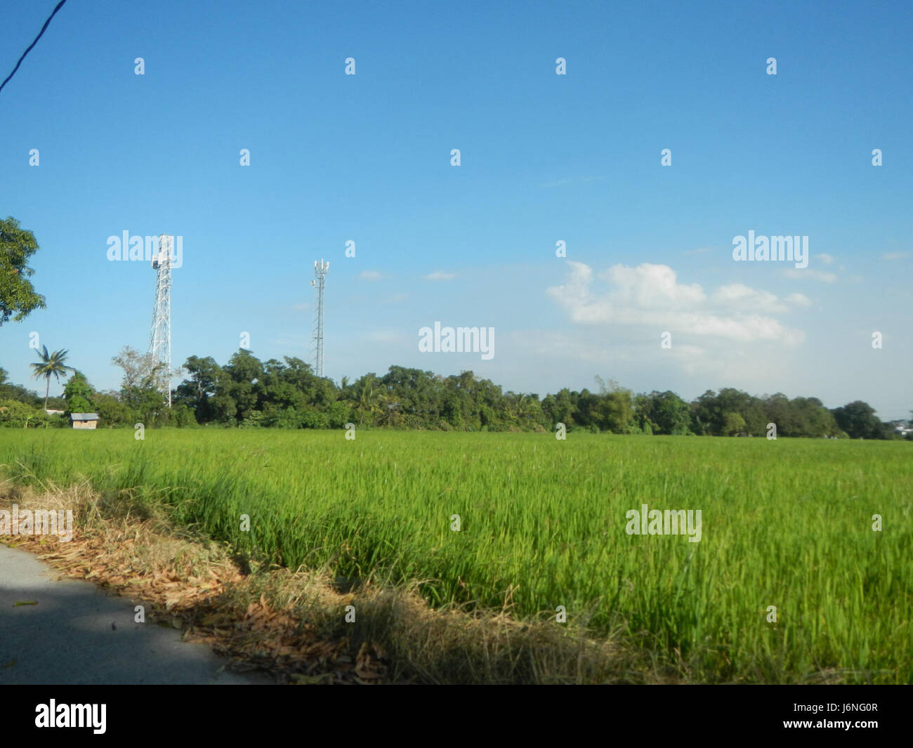 The Pritil paddy fields in Guiguinto, Bulacan, are a significant part ...