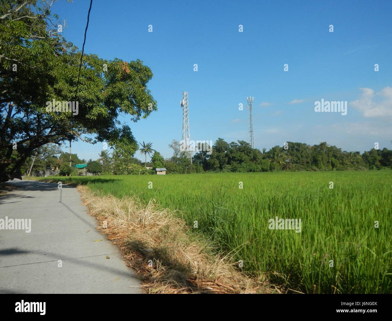 The image depicts the *paddy fields* in *Pritil*, Guiguinto, Bulacan ...