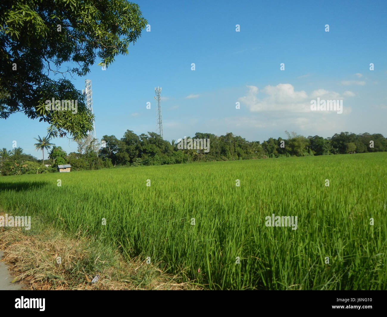 This image depicts a rural landscape in Guiguinto, Bulacan, showing ...