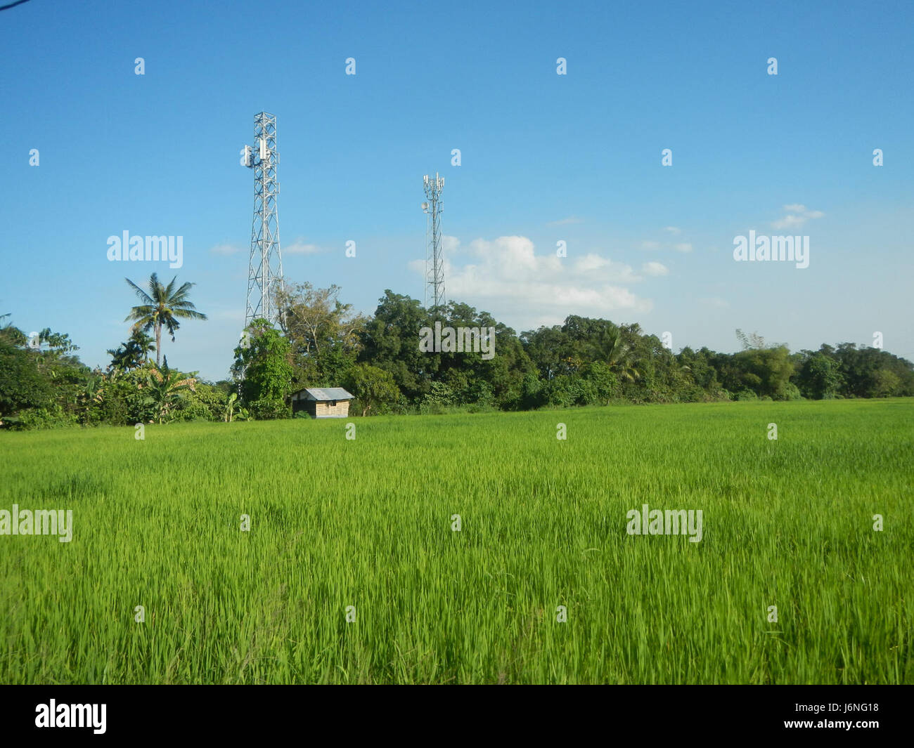 This image shows the paddy fields of Pritil in Guiguinto, Bulacan ...