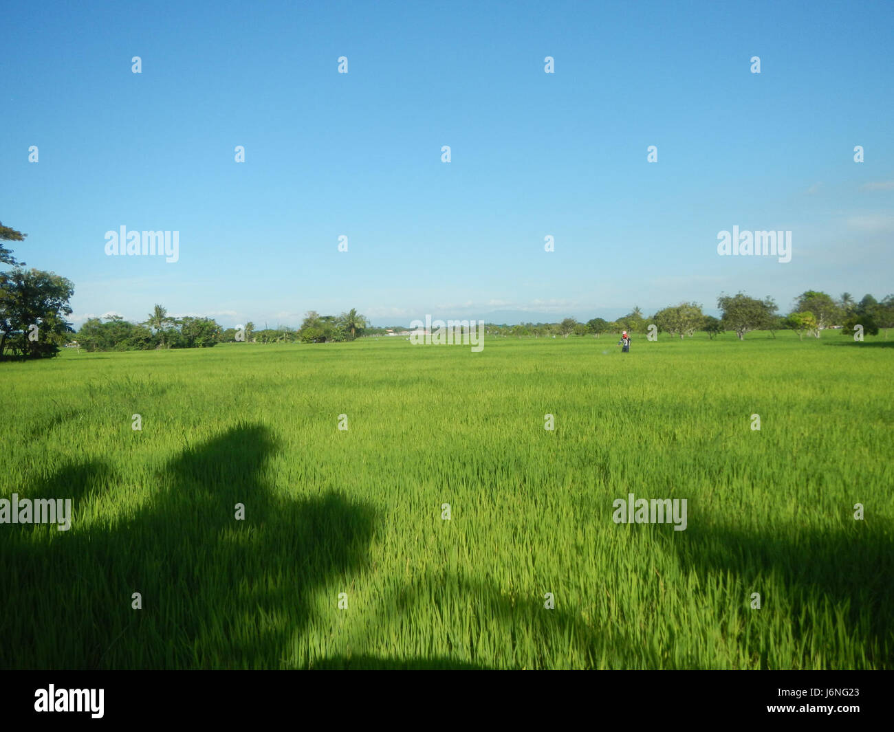 This image represents the Pritil paddy fields in Guiguinto, Bulacan ...