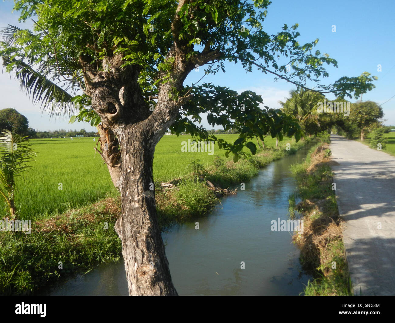 The Pritil area in Guiguinto, Bulacan, features paddy fields, trees ...