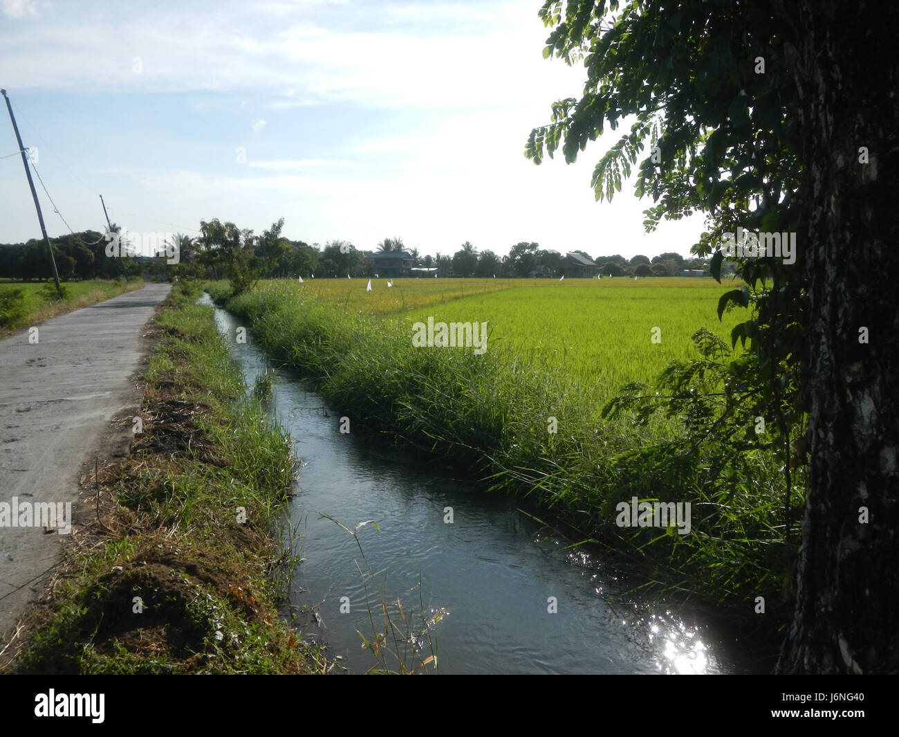 An aerial view of the Pritil paddy fields, showing the lush green ...