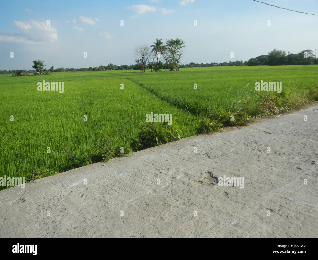 This image depicts the Pritil paddy fields in Guiguinto, Bulacan ...