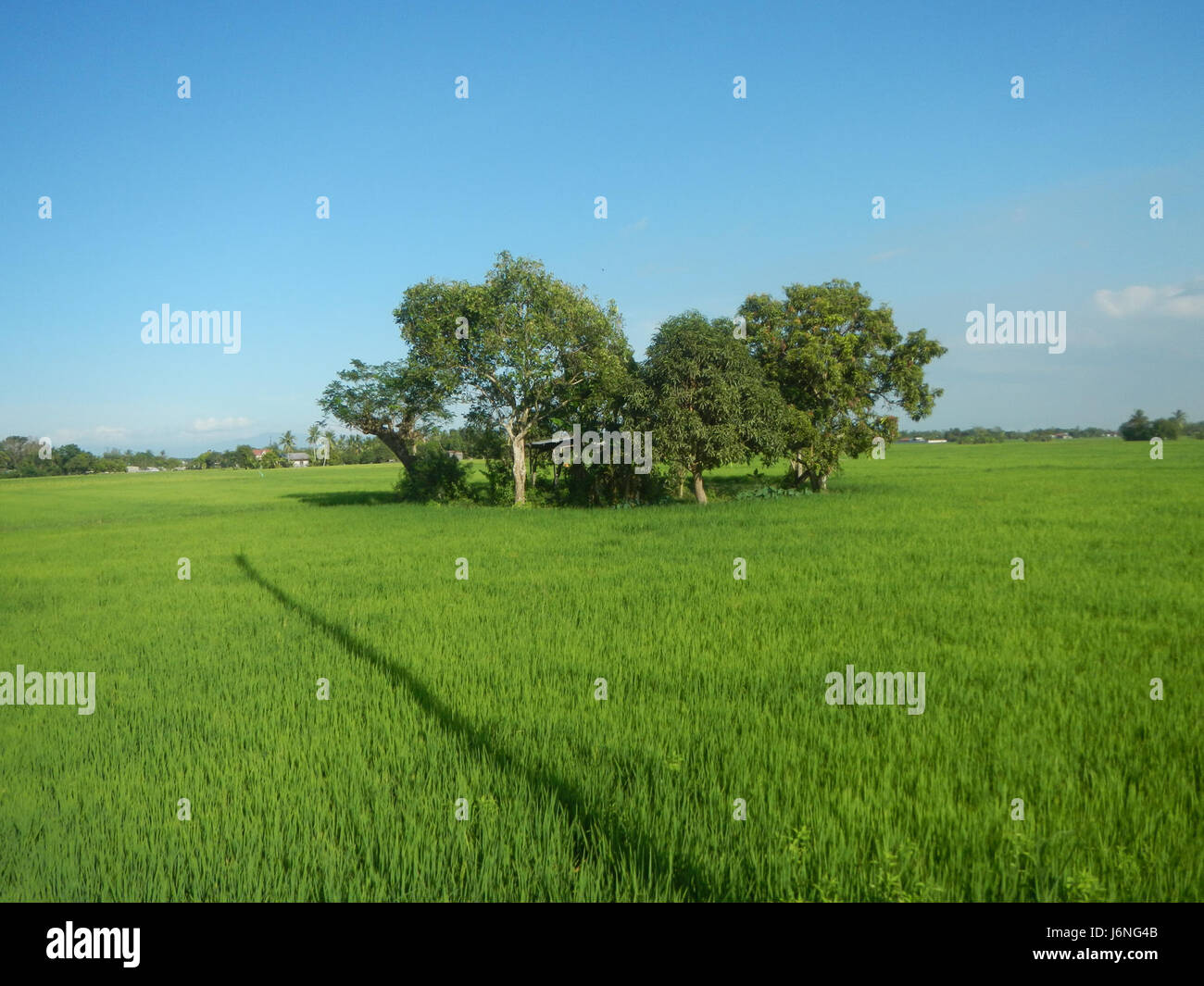The image depicts the agricultural landscape of Pritil in Guiguinto ...