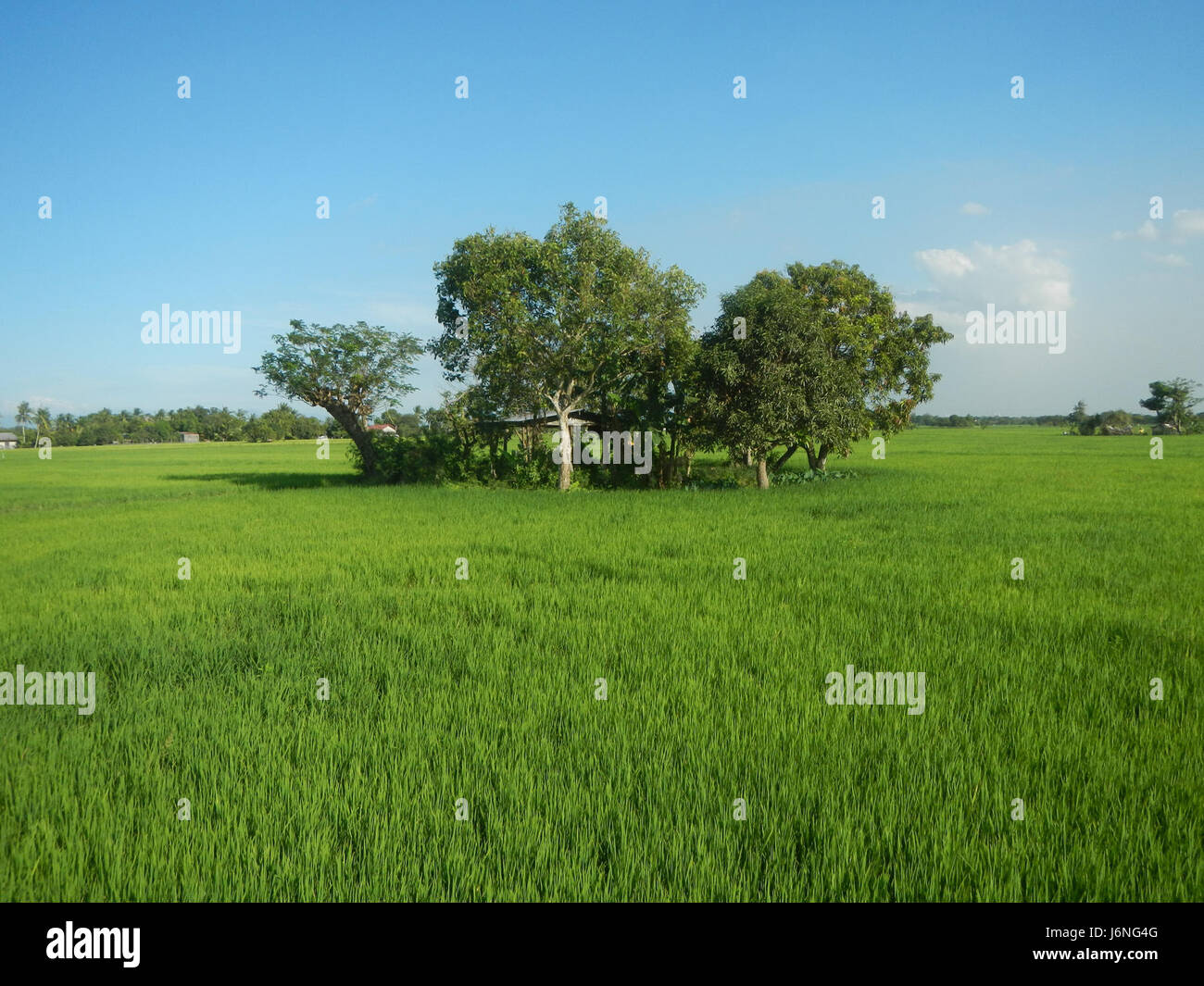 The image shows the Pritil paddy fields in Guiguinto, Bulacan, with ...