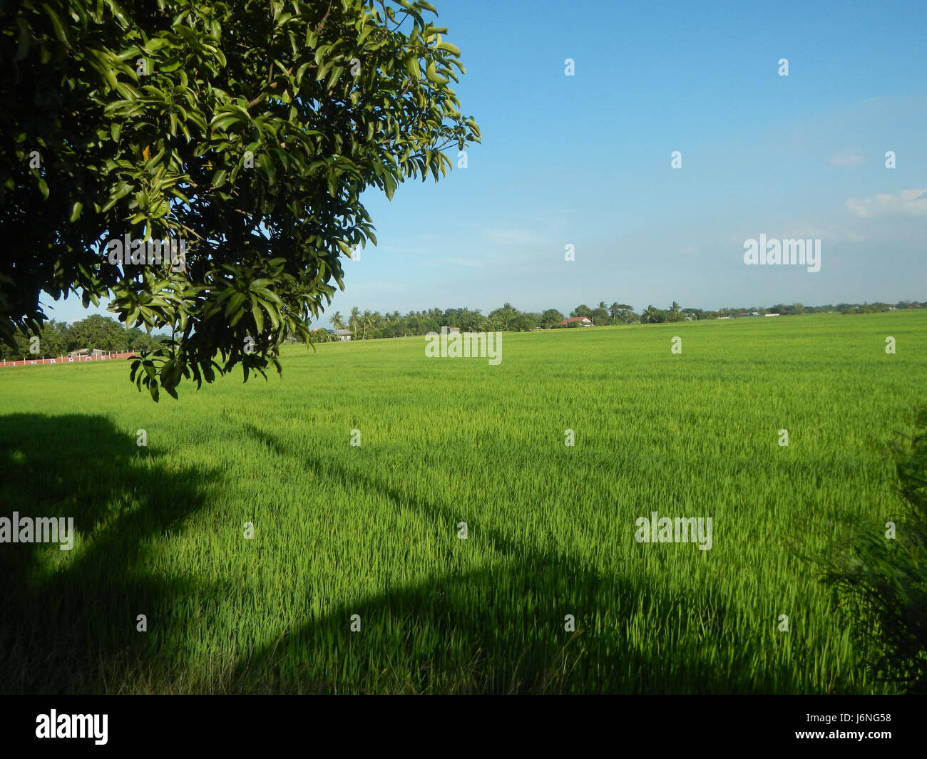 This image references Pritil, a rural area in Guiguinto, Bulacan ...