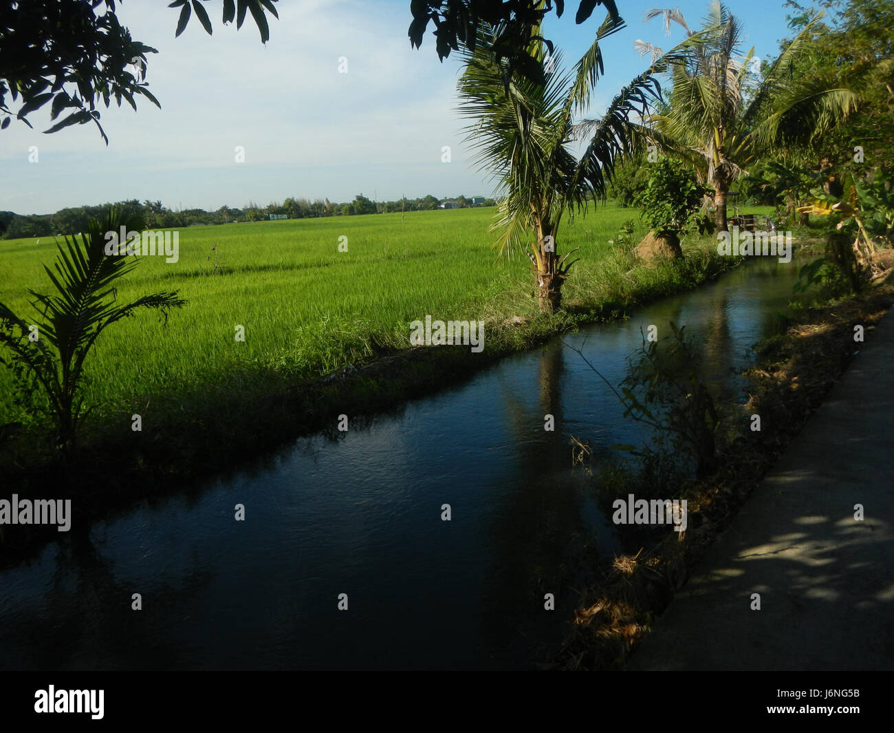 A photograph showcasing the paddy fields, trees, grasslands, and ...