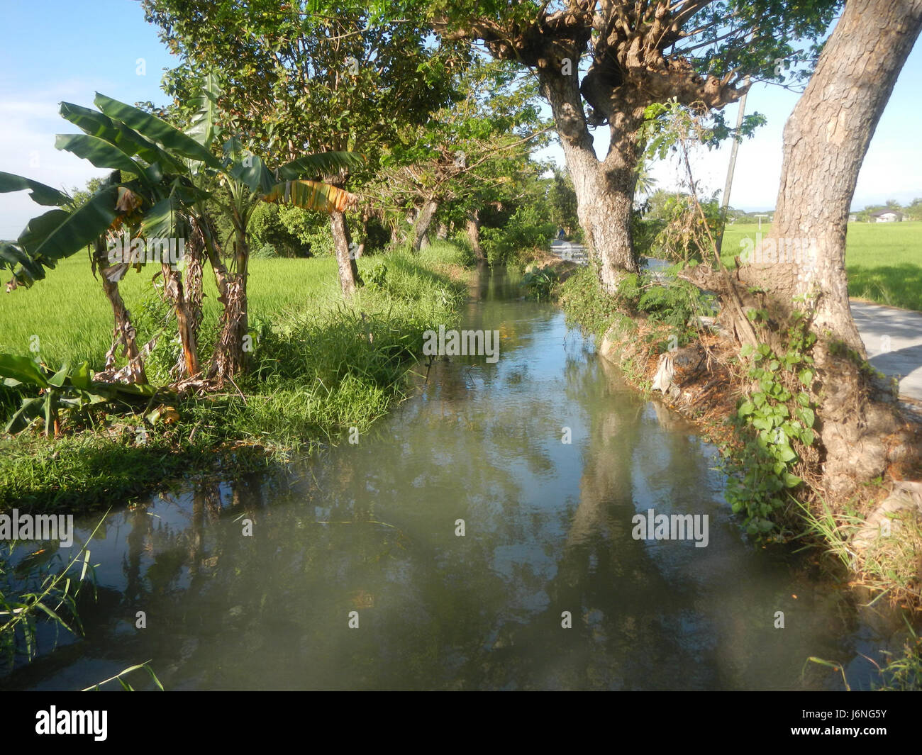 This image shows the Pritil paddy fields in Guiguinto, Bulacan ...