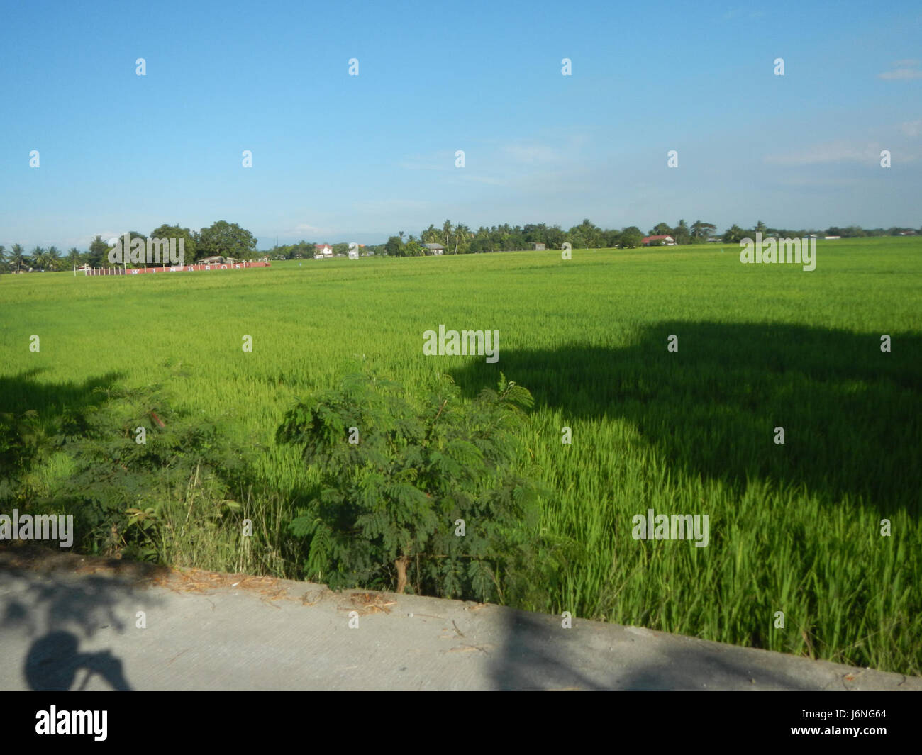 The title refers to the agricultural landscape of Pritil in Guiguinto ...