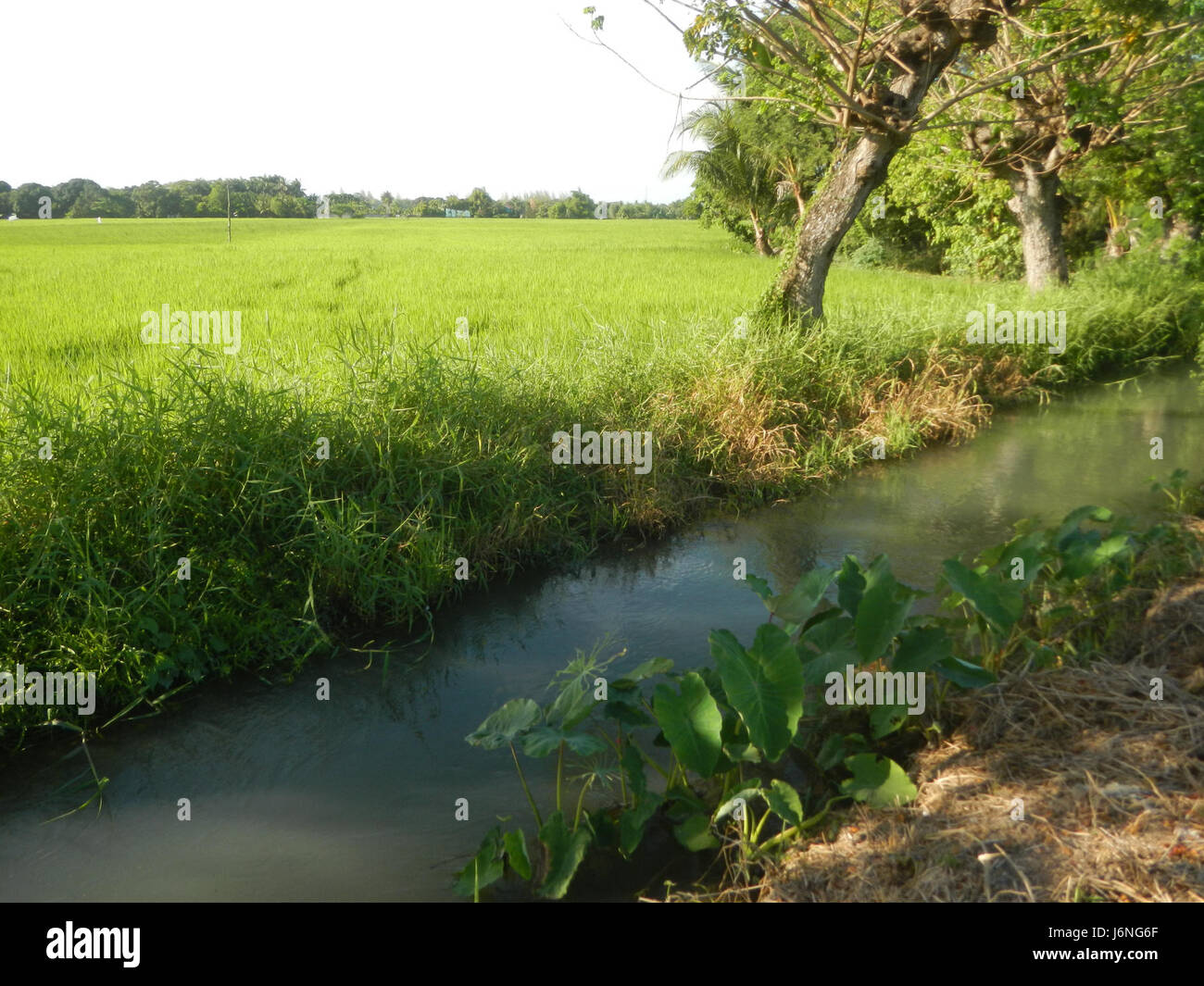 The Pritil area in Guiguinto, Bulacan, is characterized by its vast ...