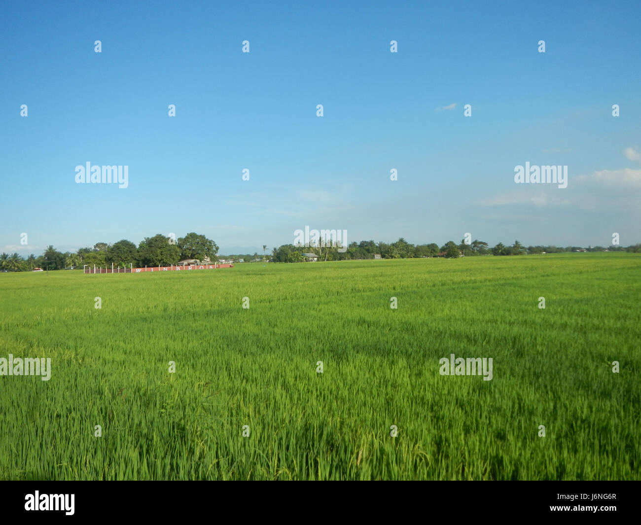 The image shows paddy fields in Pritil, located in Guiguinto, Bulacan ...