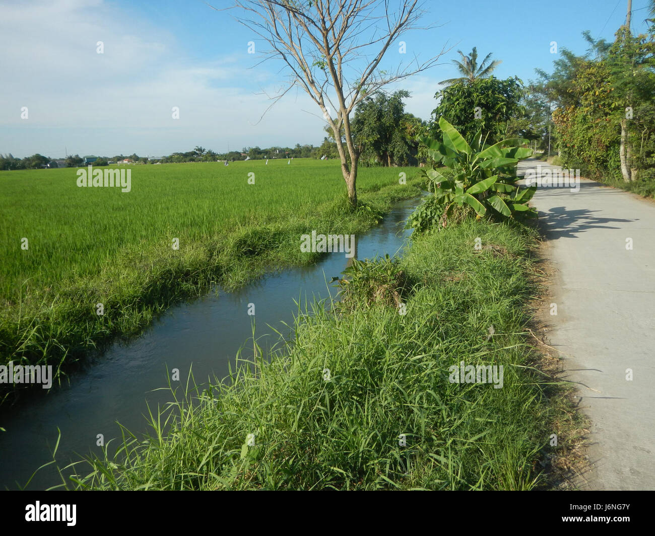 This image showcases the Pritil paddy fields in Guiguinto, Bulacan ...
