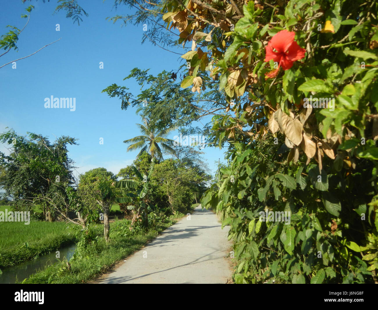 A snapshot of the Pritil area in Guiguinto, Bulacan, featuring paddy ...