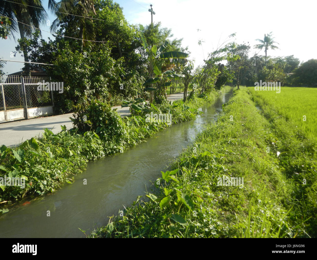 The Pritil paddy fields in Guiguinto, Bulacan, are significant ...