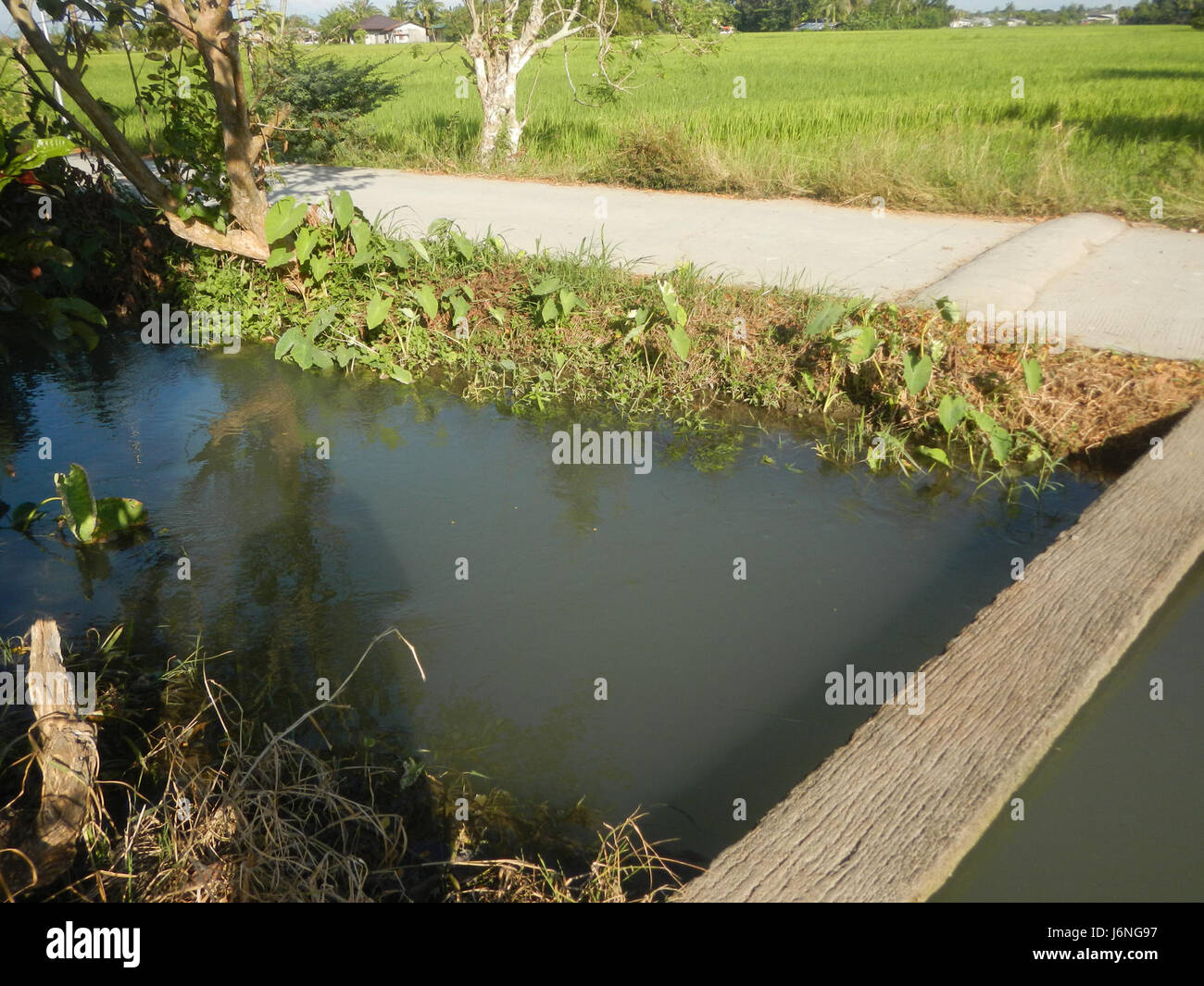 The image likely shows the paddy fields in Pritil, Guiguinto, Bulacan ...