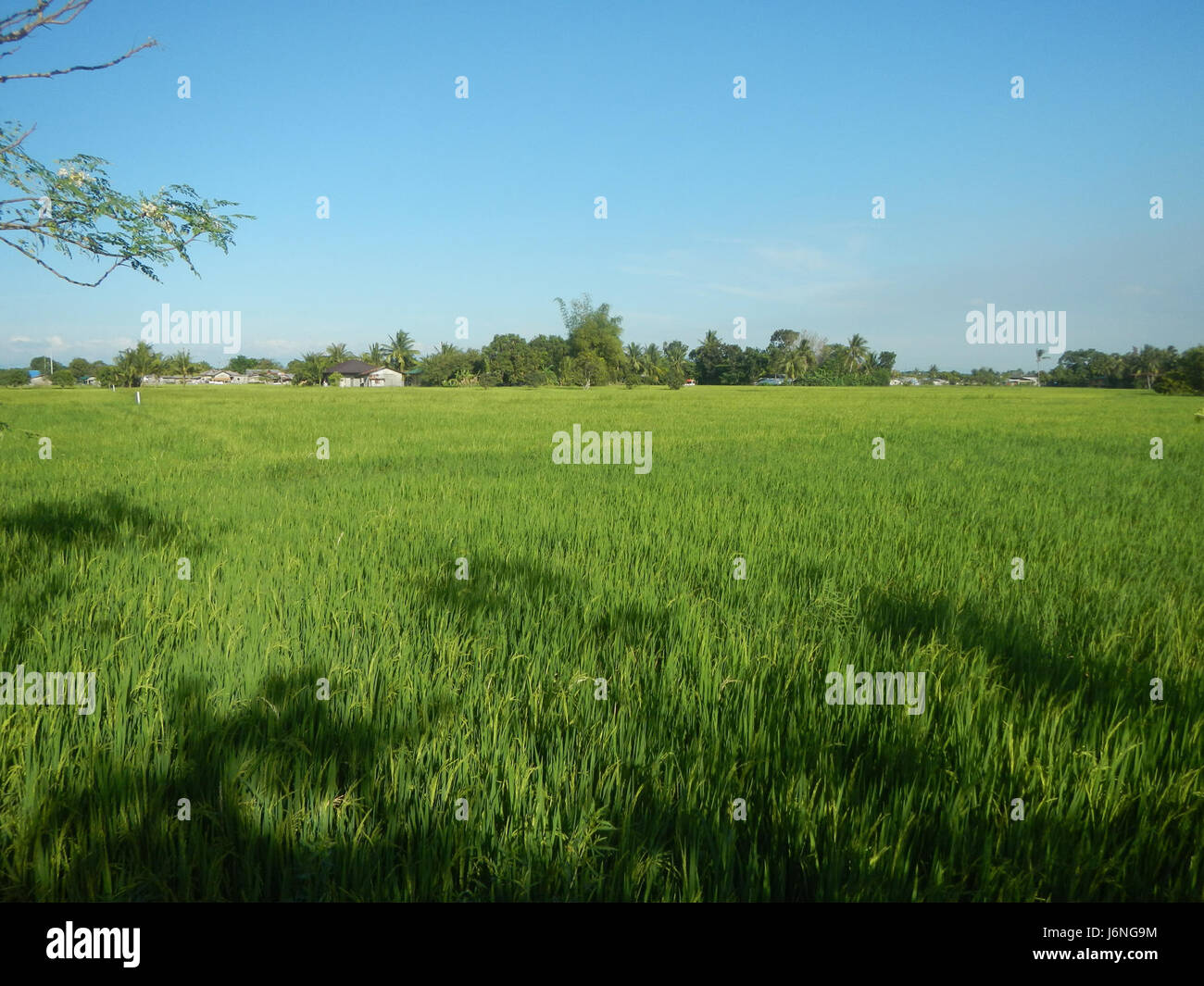 The image shows the Pritil paddy fields in Guiguinto, Bulacan, known ...