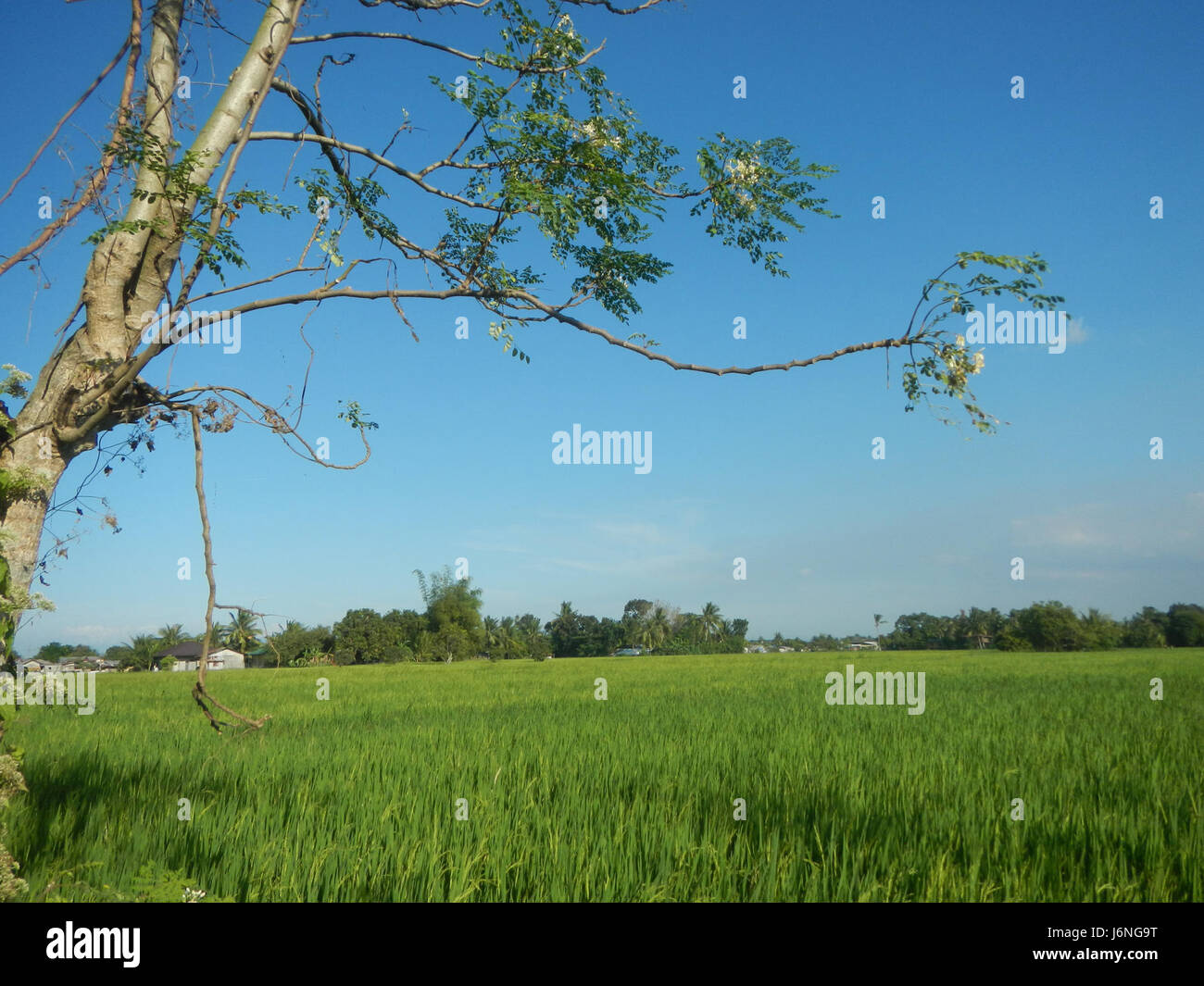 Photograph numbered 09843, showcasing the paddy fields in Pritil ...