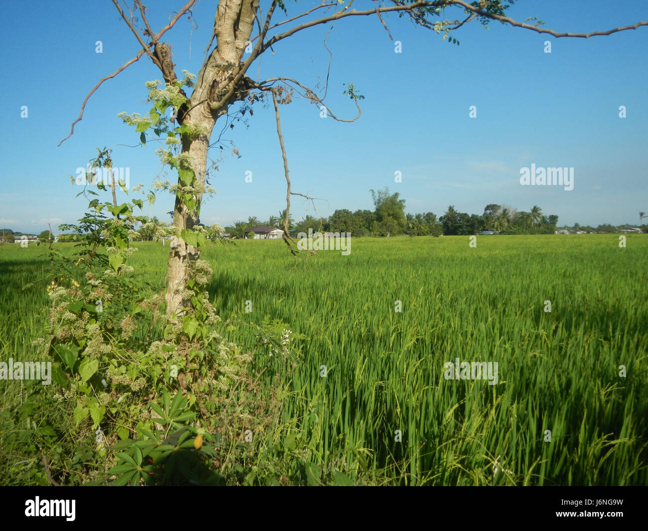 The Pritil paddy fields in Guiguinto, Bulacan, are located along the ...