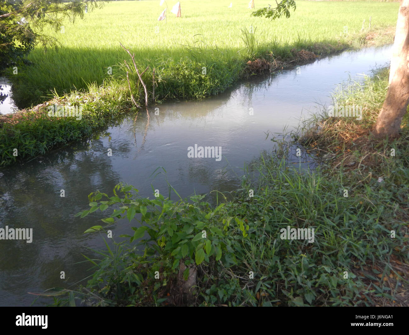 09843 Pritil paddy fields Guiguinto, Bulacan Farm Market Road 25 Stock ...