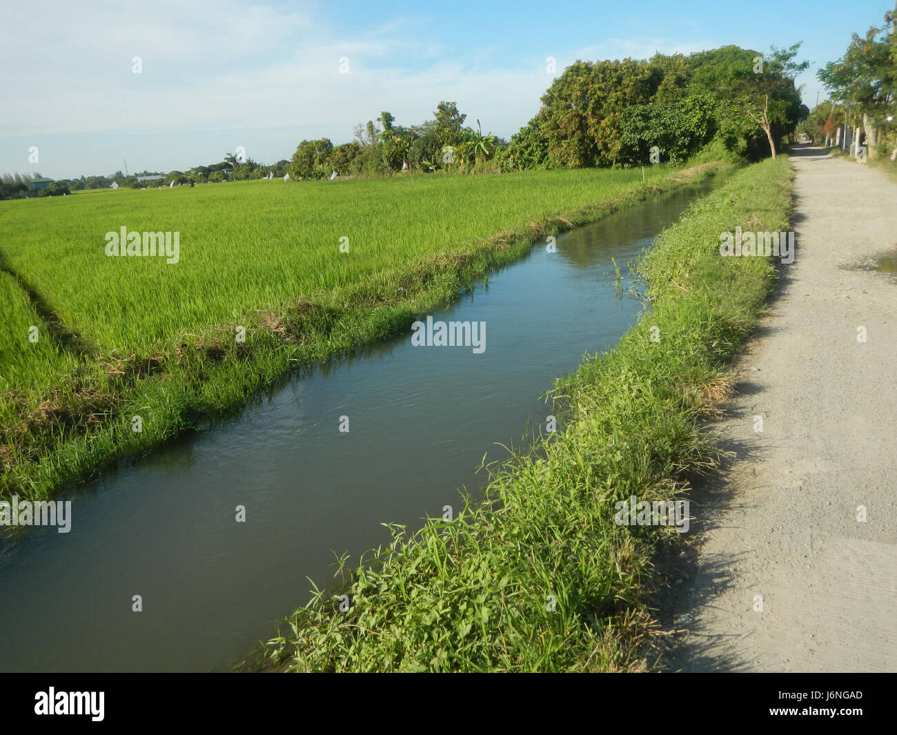 This image depicts the Pritil paddy fields in Guiguinto, Bulacan ...