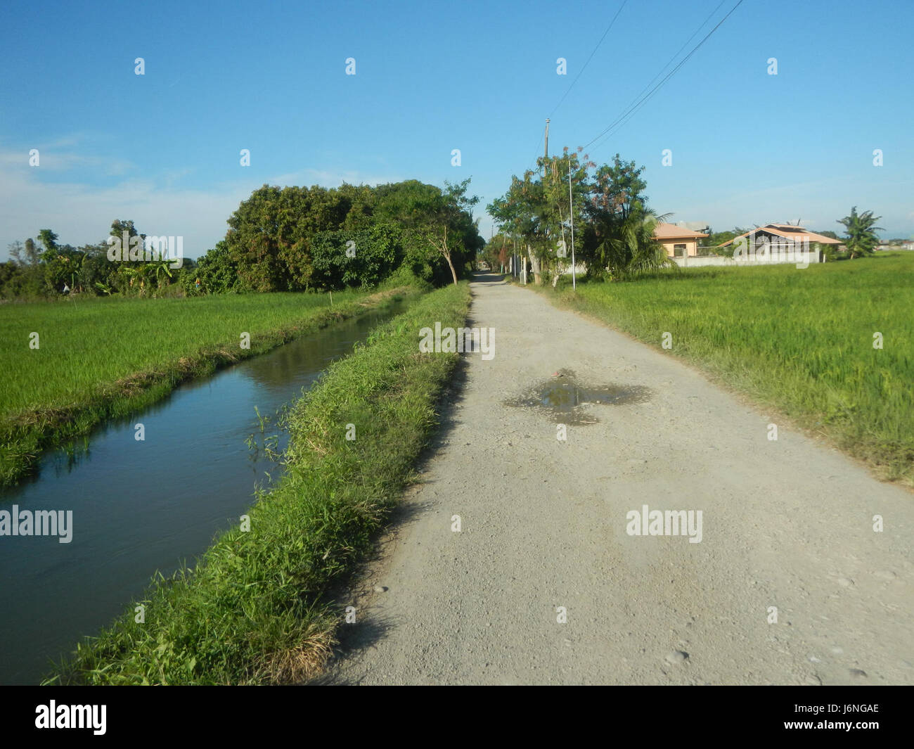 This image depicts the Pritil paddy fields in Guiguinto, Bulacan ...