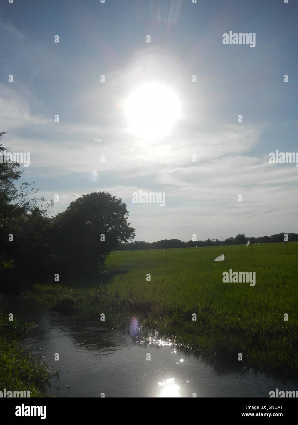 A representation of the Pritil paddy fields in Guiguinto, Bulacan ...