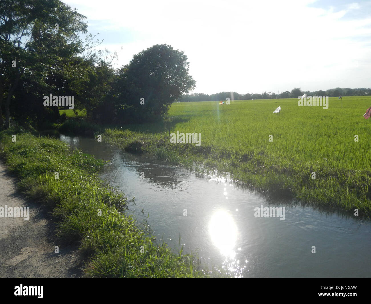 A view of the Pritil paddy fields in Guiguinto, Bulacan, depicting ...
