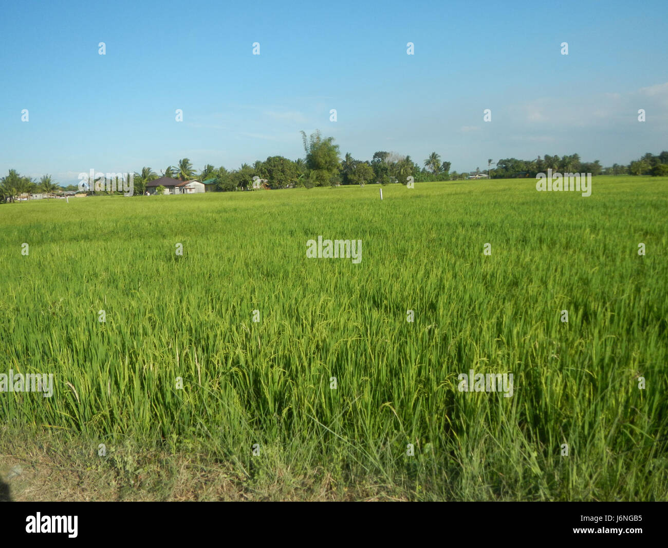 This image captures the Pritil paddy fields in Guiguinto, Bulacan ...