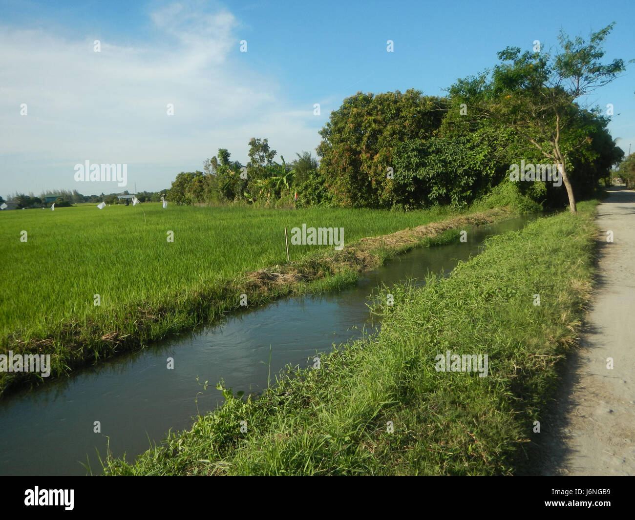 This image shows the paddy fields of Pritil in Guiguinto, Bulacan, a ...