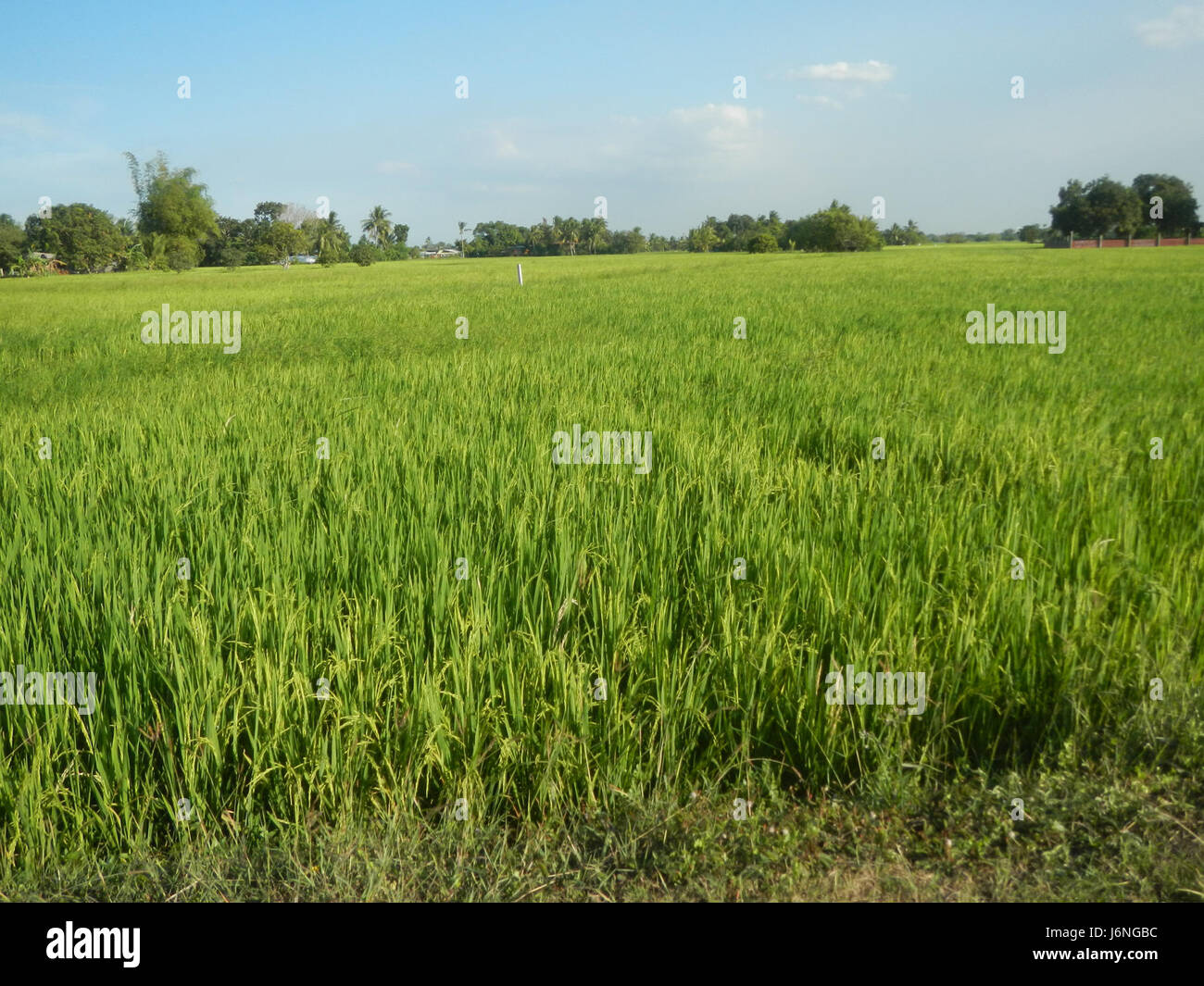 09877 Pritil paddy fields Guiguinto, Bulacan Farm Market Road 27 Stock ...