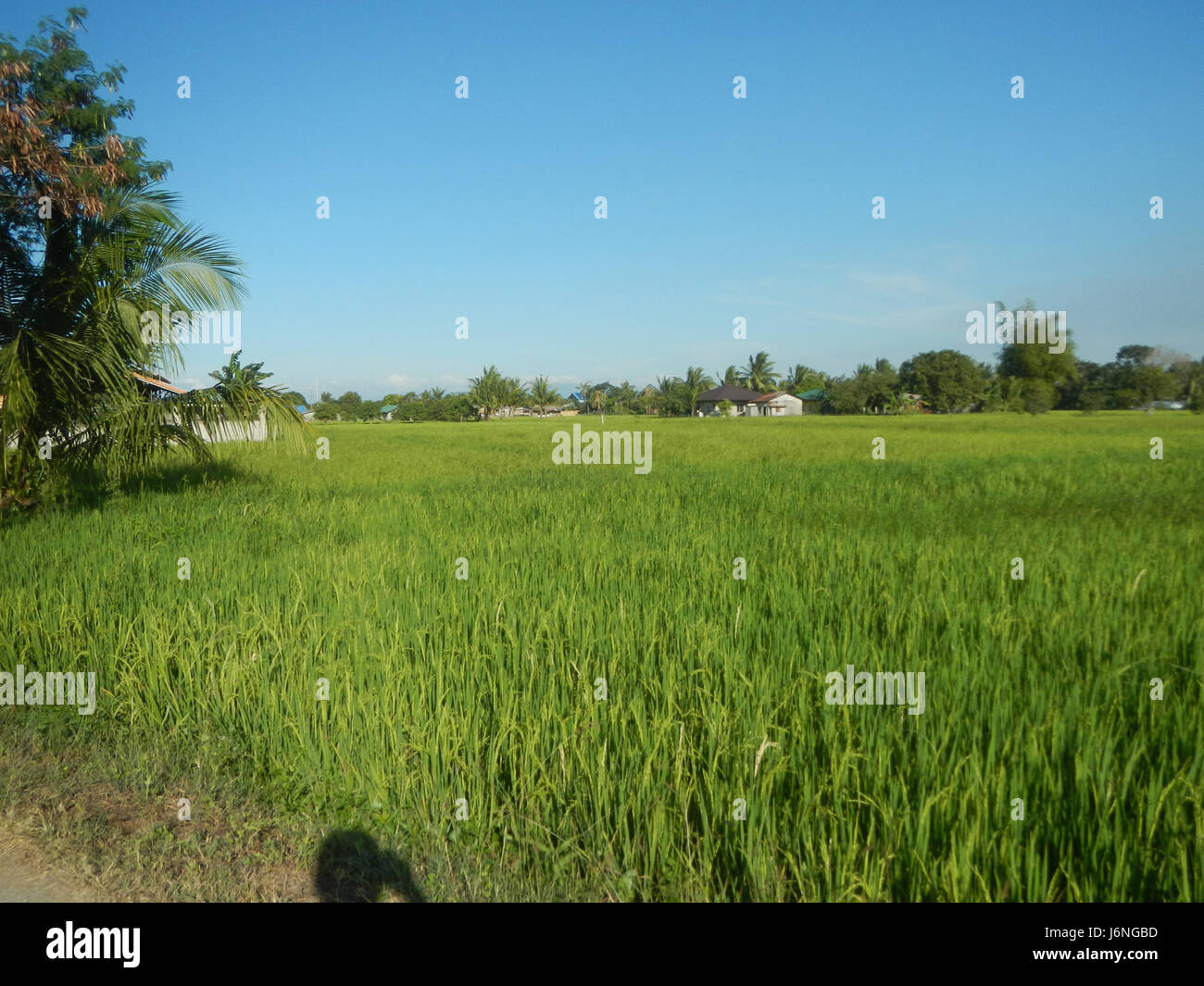 The Pritil paddy fields in Guiguinto, Bulacan, are part of the ...