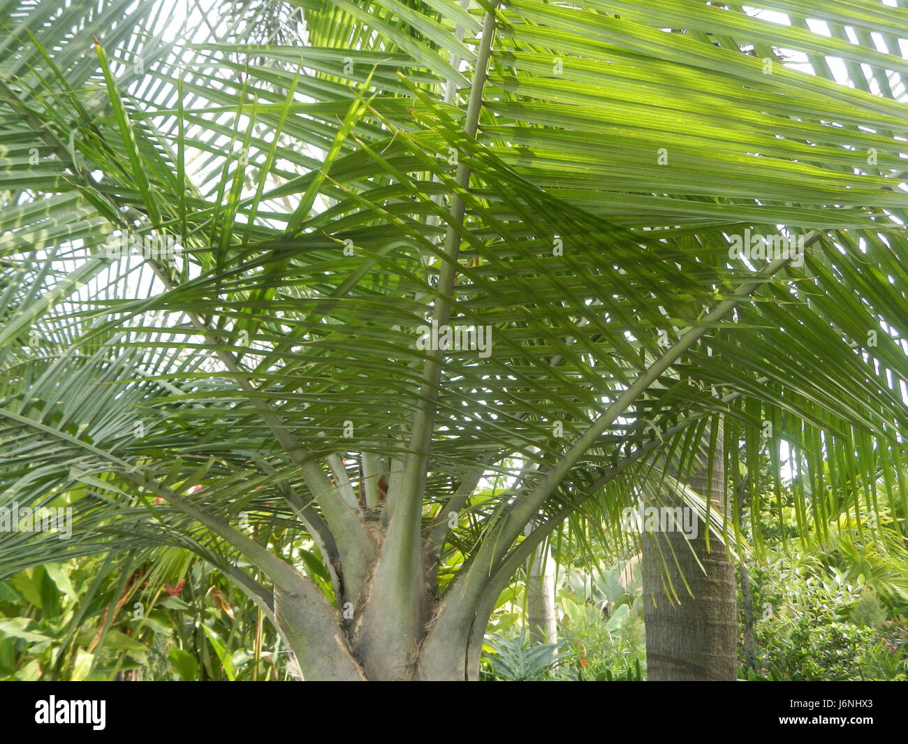 Ravenea rivularis hi-res stock photography and images - Alamy