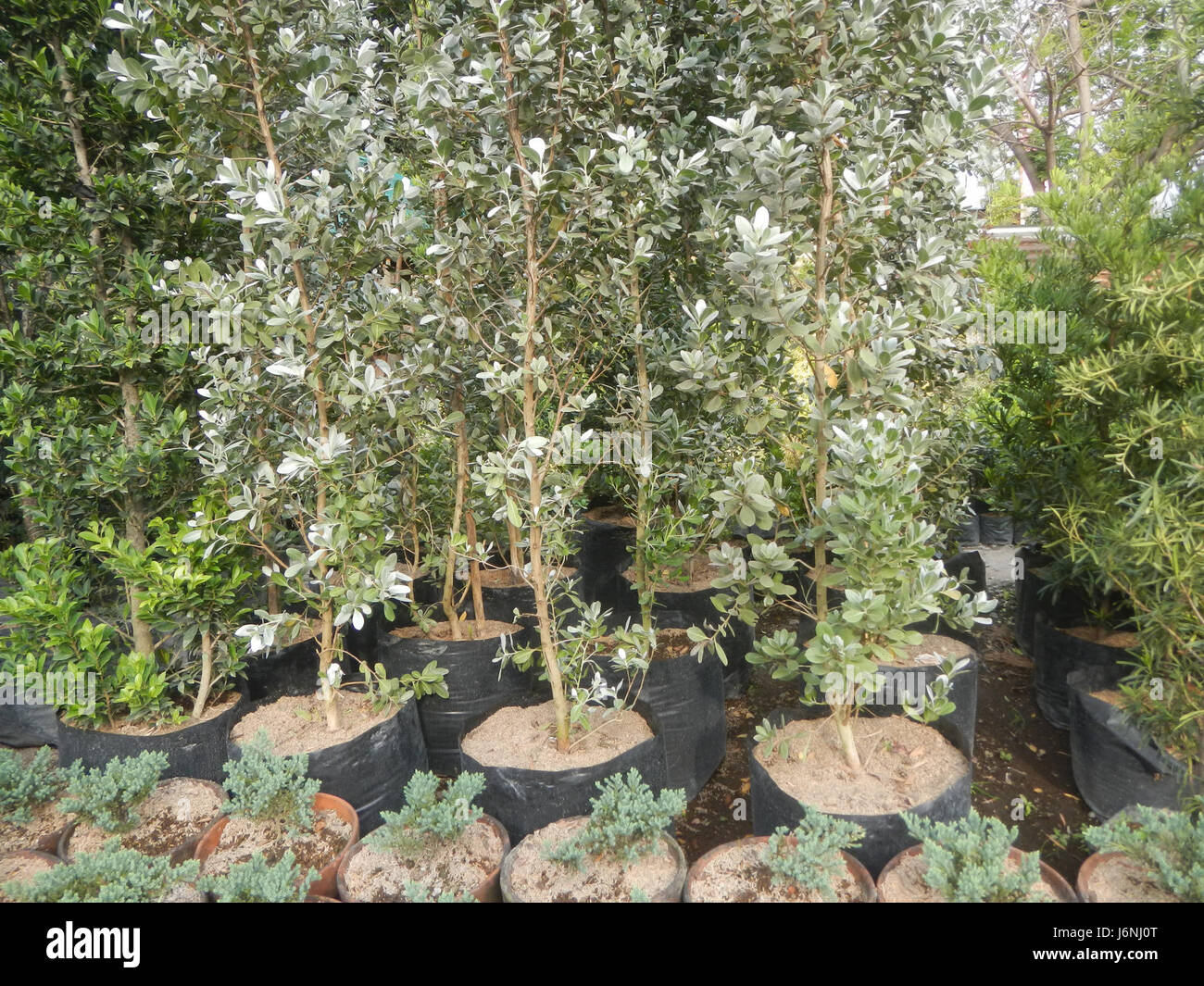 07656 Conocarpus erectus Silver buttonwood in the Philippines 03 Stock ...