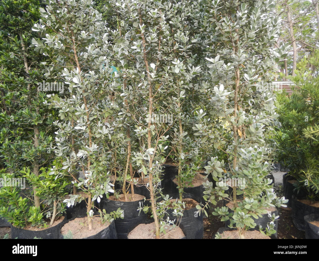 07656 Conocarpus erectus Silver buttonwood in the Philippines 04 Stock ...