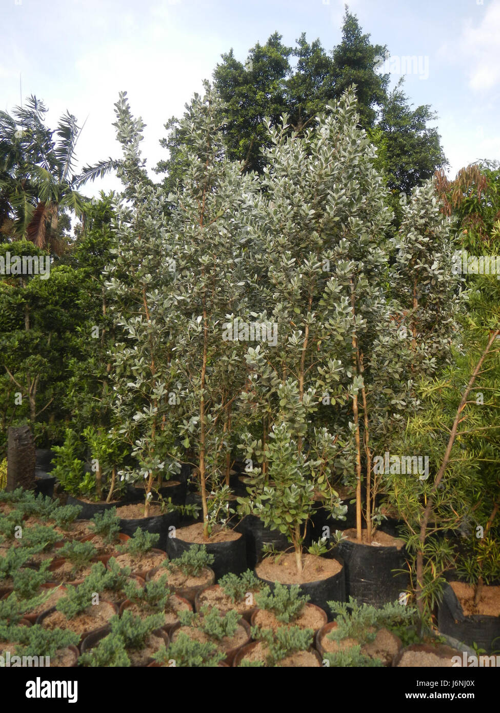 07656 Conocarpus erectus Silver buttonwood in the Philippines 05 Stock ...