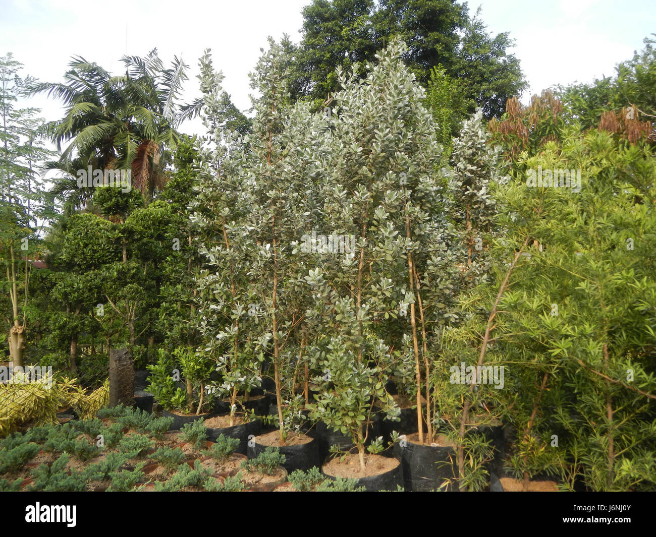 Conocarpus erectus, commonly known as Silver Buttonwood, is a tree ...