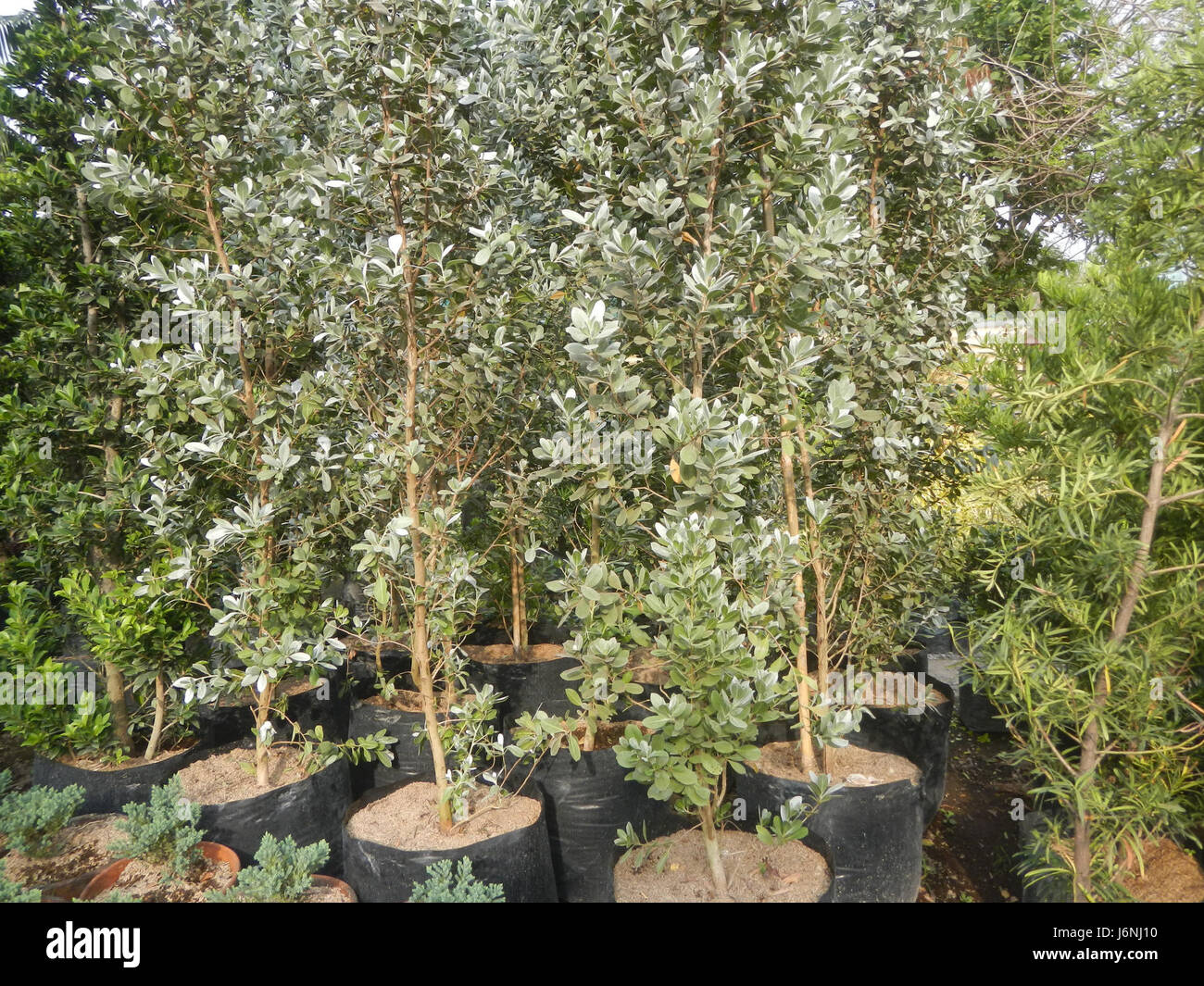 Silver Buttonwood High Resolution Stock Photography and Images - Alamy