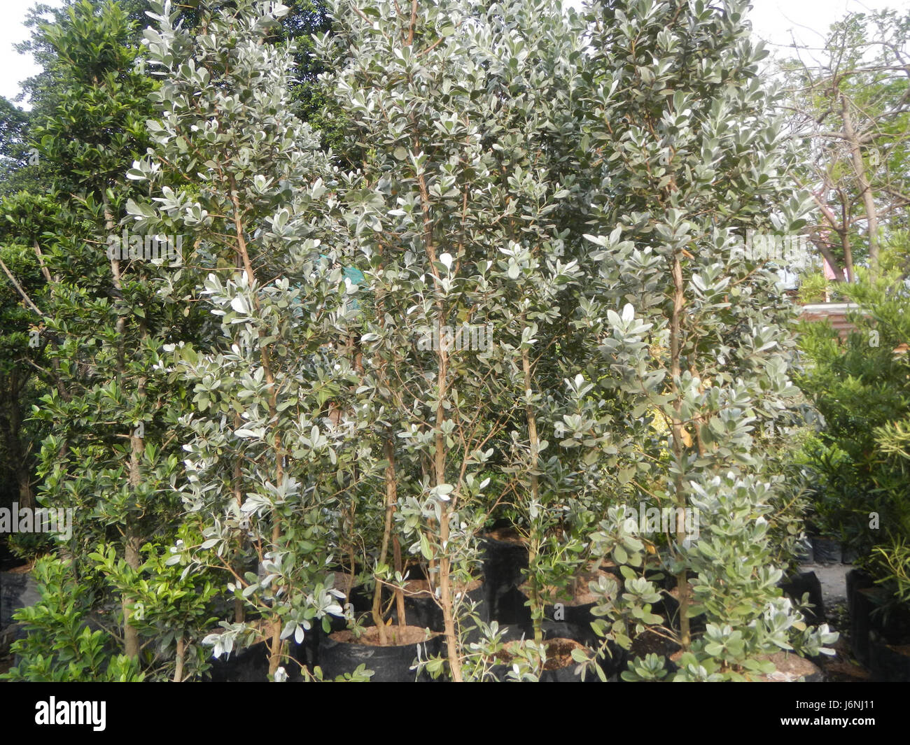 Conocarpus erectus, also known as silver buttonwood, is a species of ...