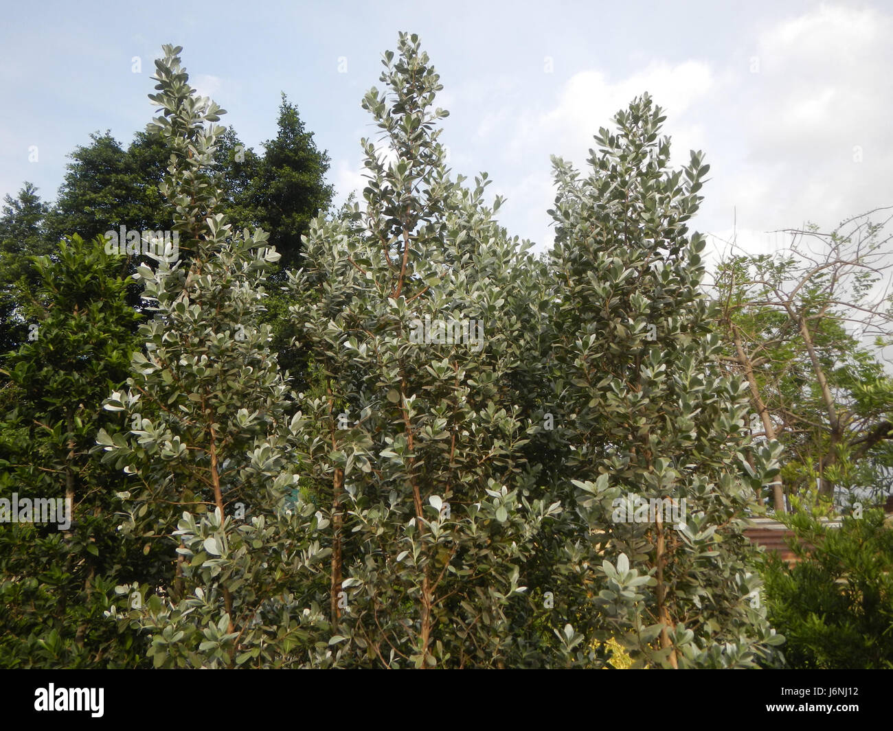 07656 Conocarpus erectus Silver buttonwood in the Philippines 09 Stock ...